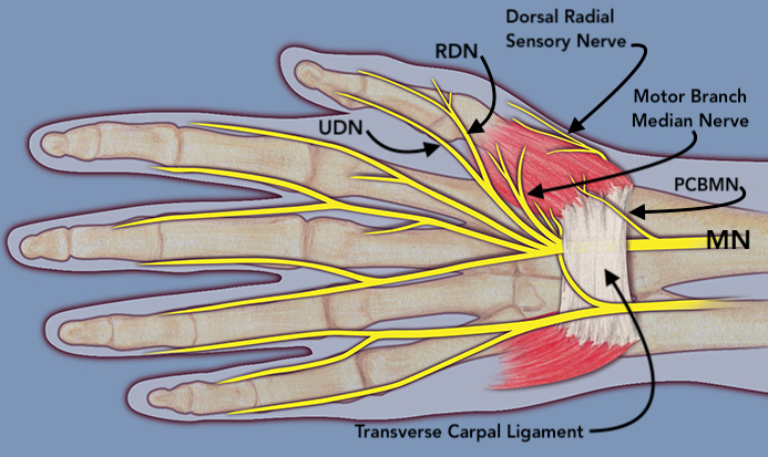 Thumb Radial Digital Nerve Anatomy Anatomic Structures At Risk